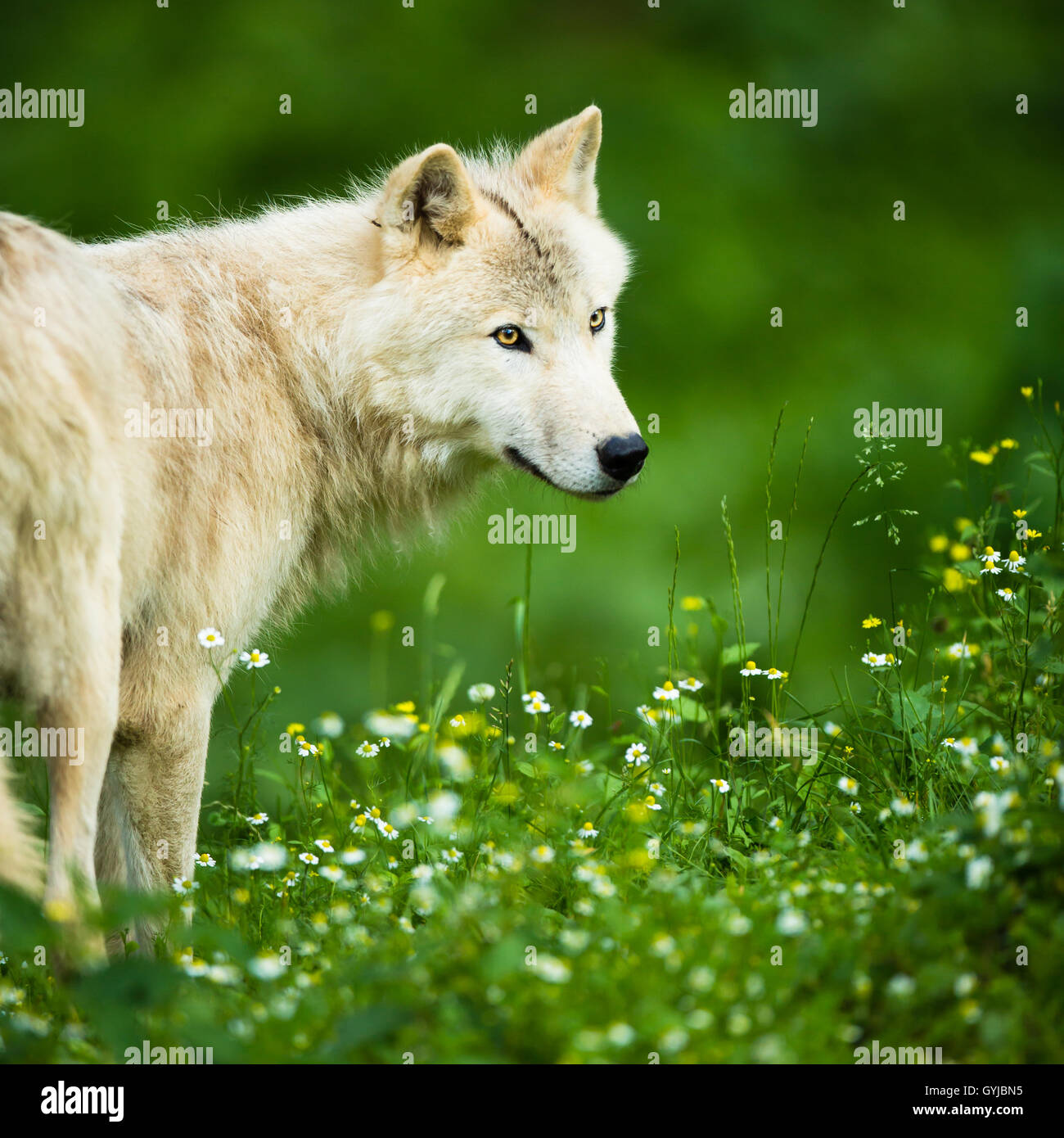 Arctic Wolf (Canis lupus arctos) aka Polar Wolf or White Wolf Stock ...