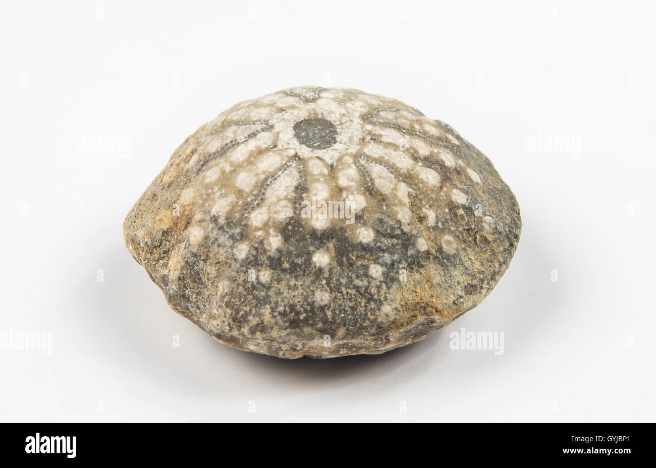 Closeup of shell prehistoric fossil on white background Stock Photo - Alamy