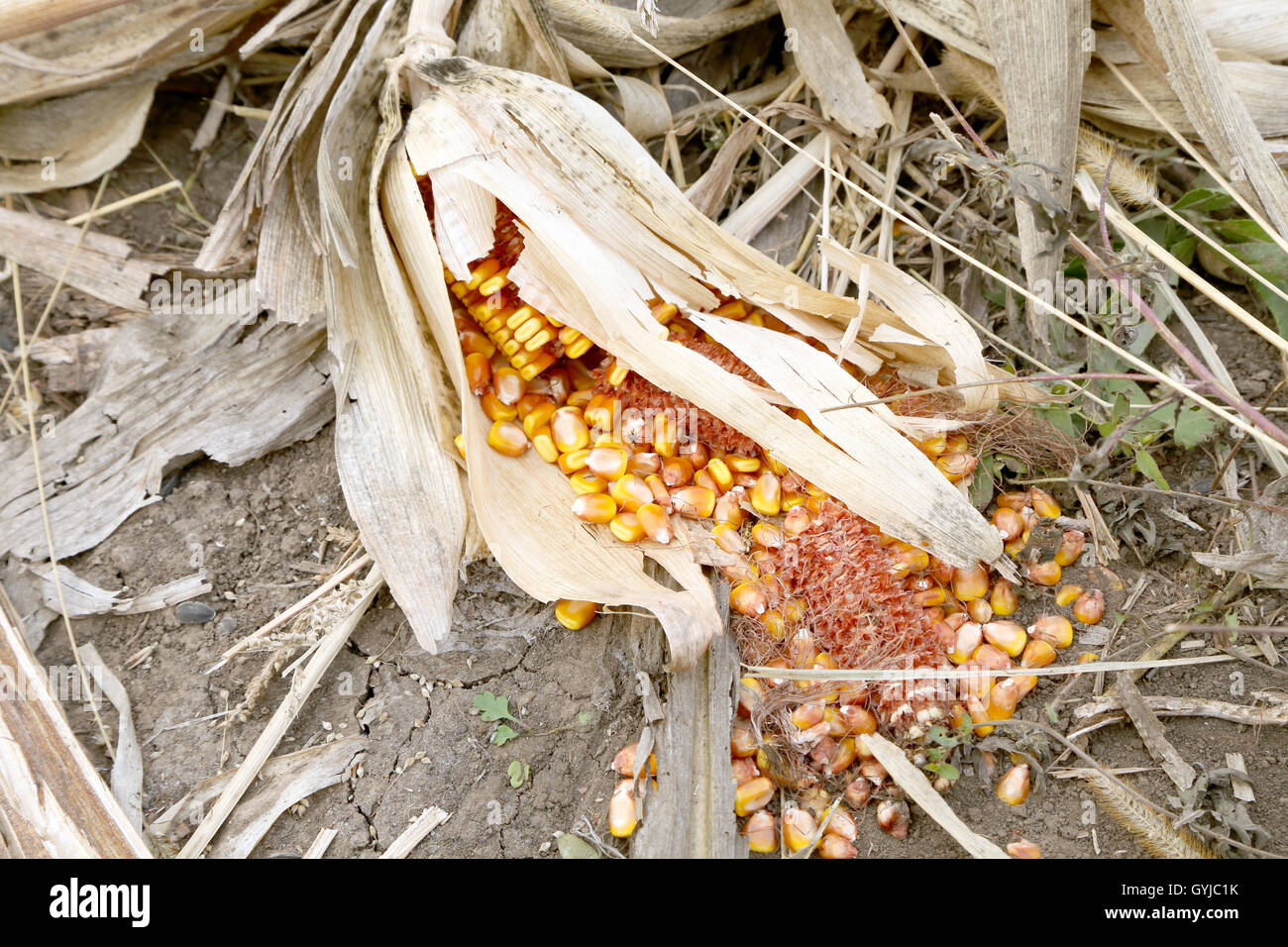 Background of withered corn Stock Photo - Alamy