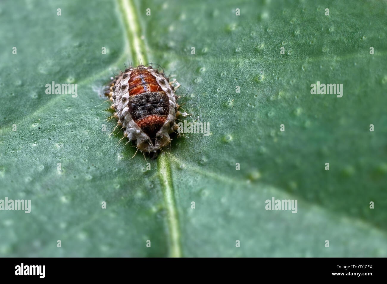 Bug in the leaf Stock Photo - Alamy