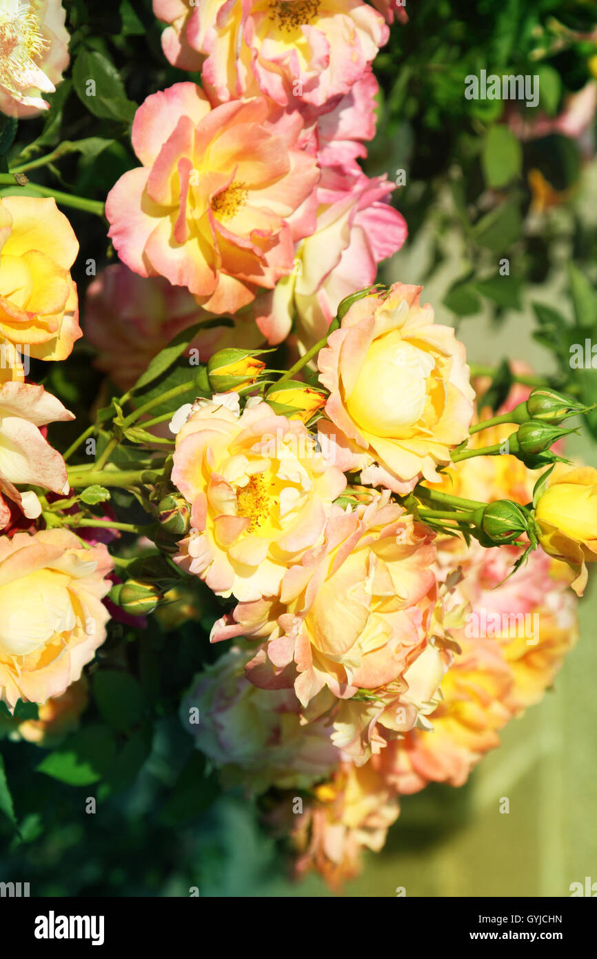 Yellow roses.The bush of bright, beautiful roses summer day. Vertical ...