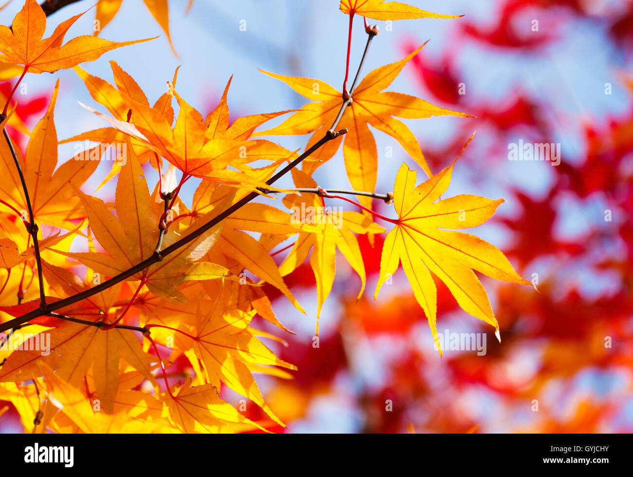 Tree foliage changing color hi-res stock photography and images - Alamy