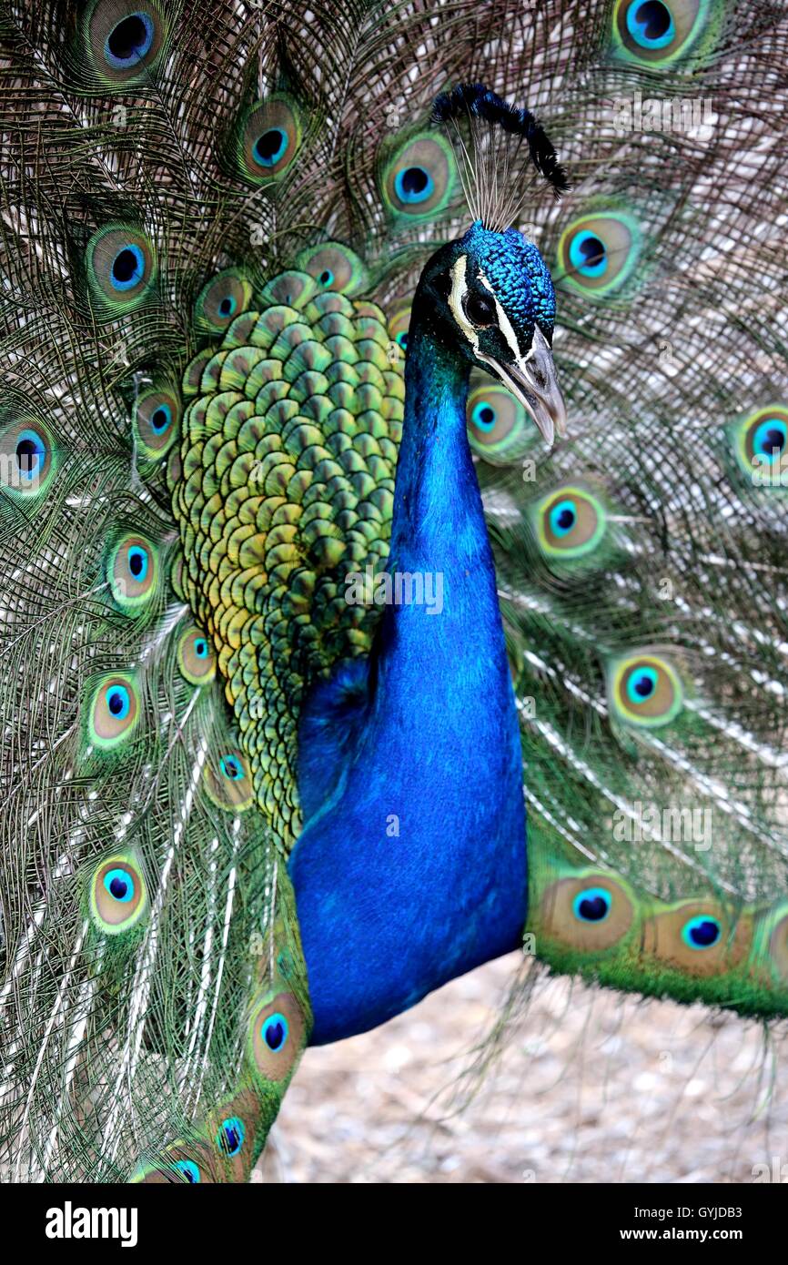 Vibrant display of color hi-res stock photography and images - Alamy