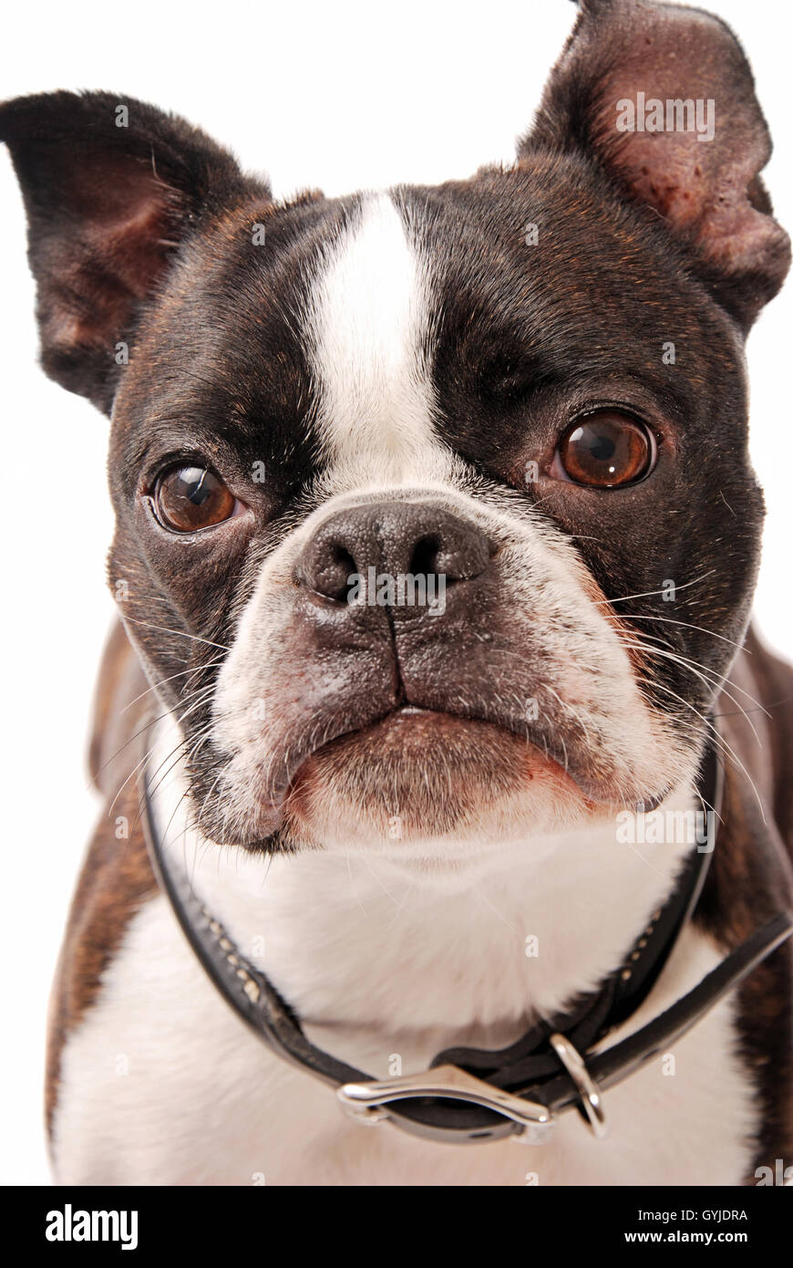 Boston Terrier Dog Close-up Stock Photo - Alamy Boston Terrier Dog Close-up Stock Photo - Alamy