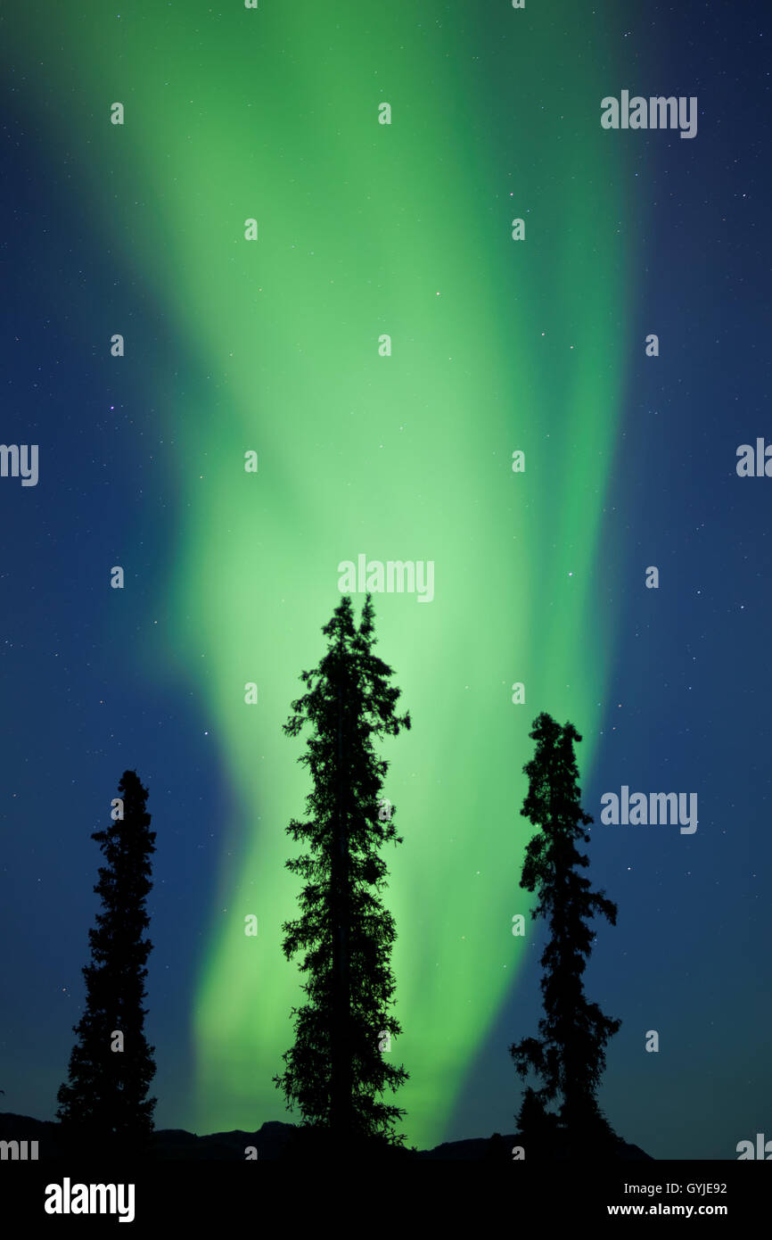 Yukon taiga spruce Northern Lights Aurora borealis Stock Photo - Alamy