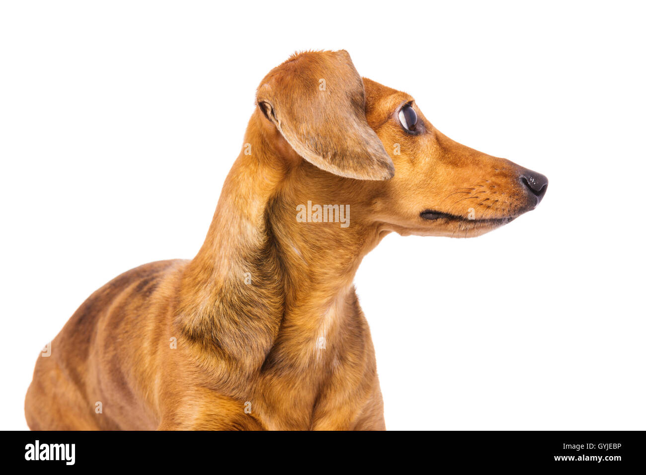 Dachshund dog looking back Stock Photo - Alamy