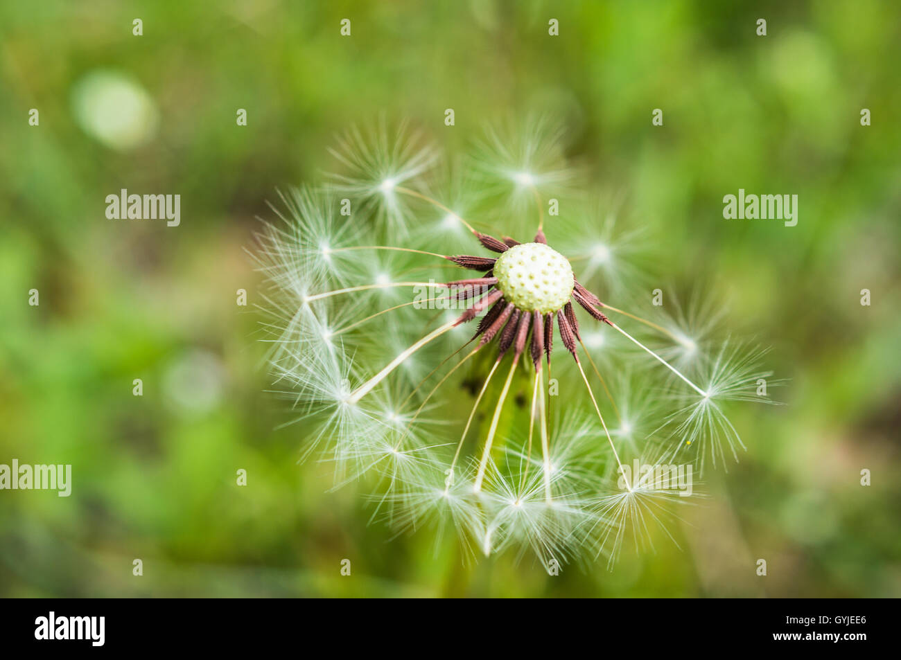 Old dandelion in the field as a natural background Stock Photo - Alamy