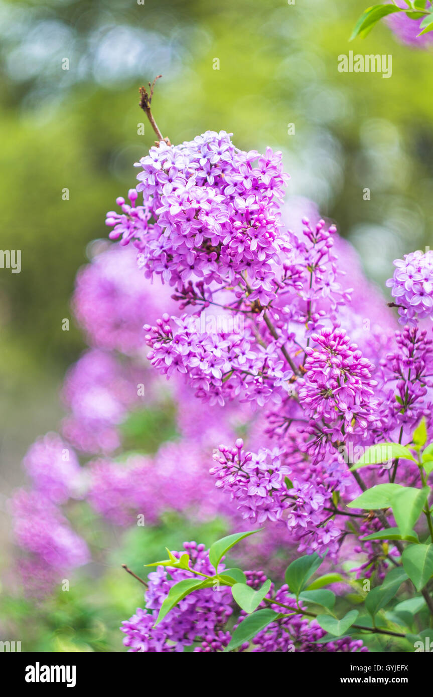 The branch of lilac blossoms in a spring time garden. Background for ...