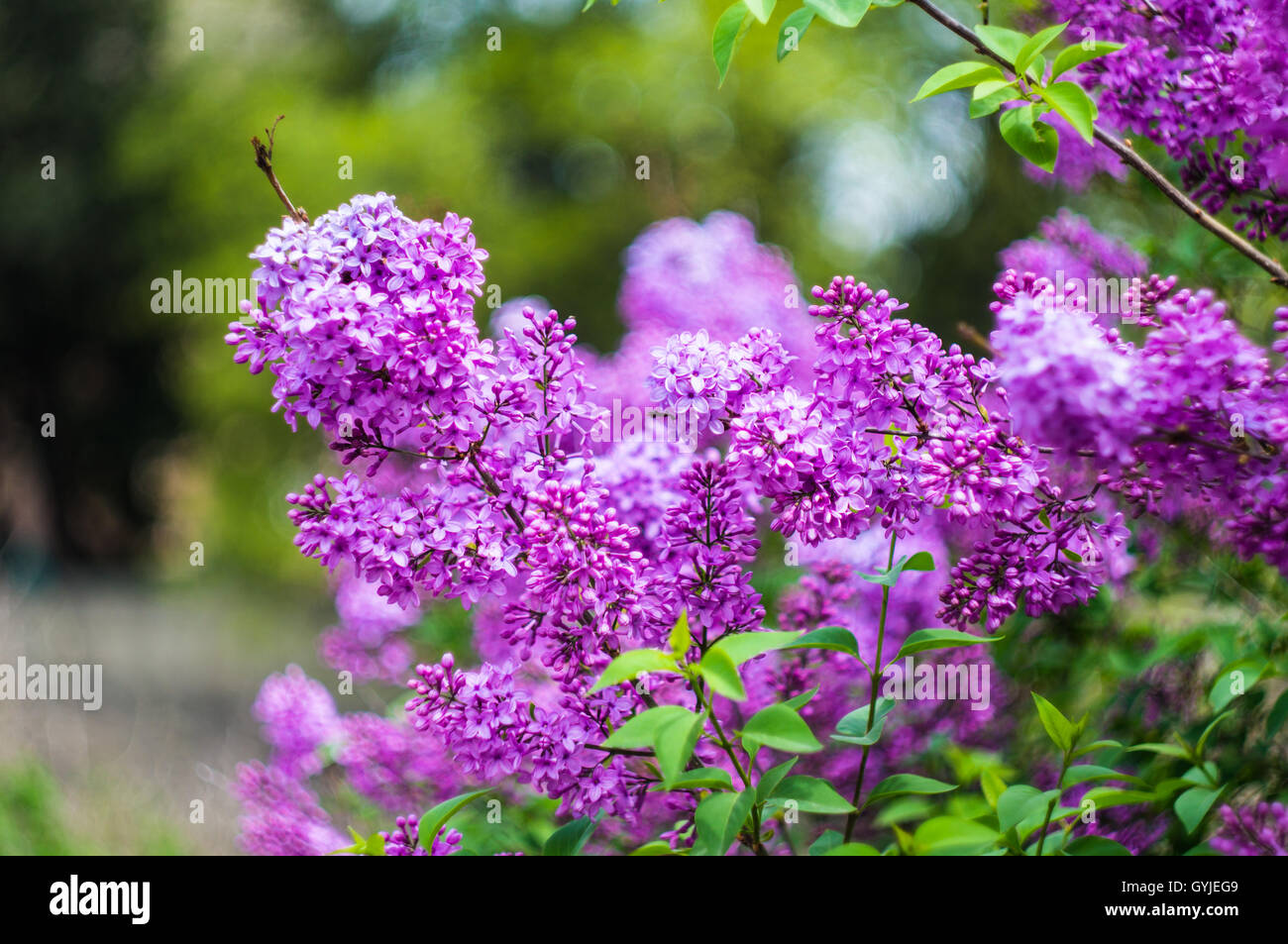 The branch of lilac blossoms in a spring time garden. Background for ...