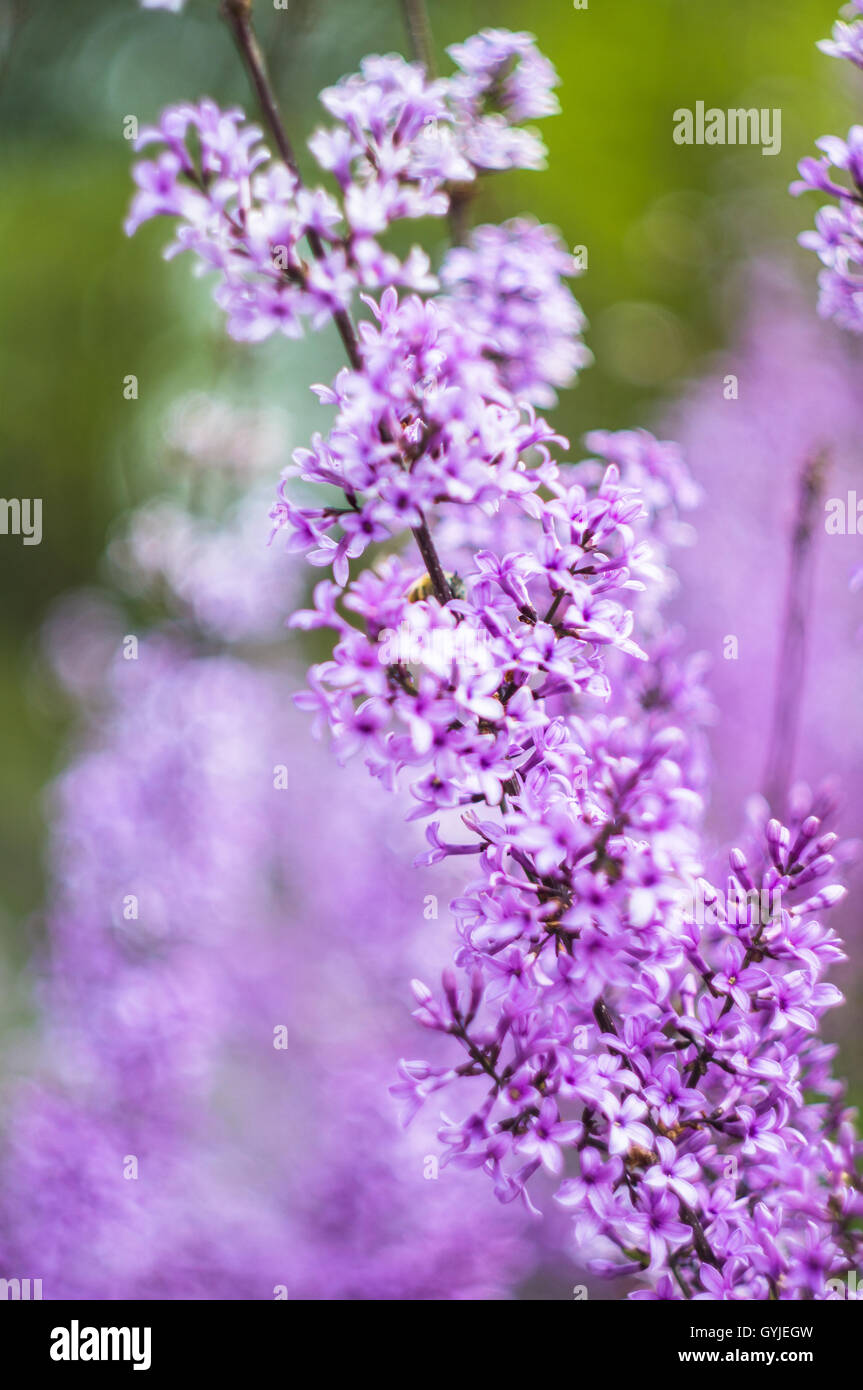 The branch of lilac blossoms in a spring time garden. Background for ...