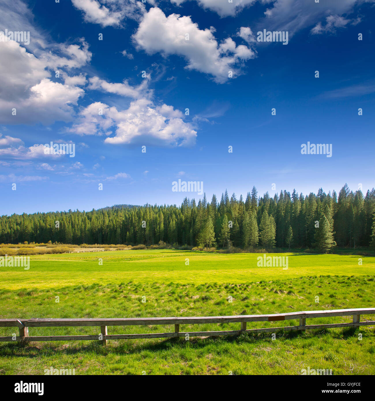 Yosemite meadows and forest in California Stock Photo - Alamy