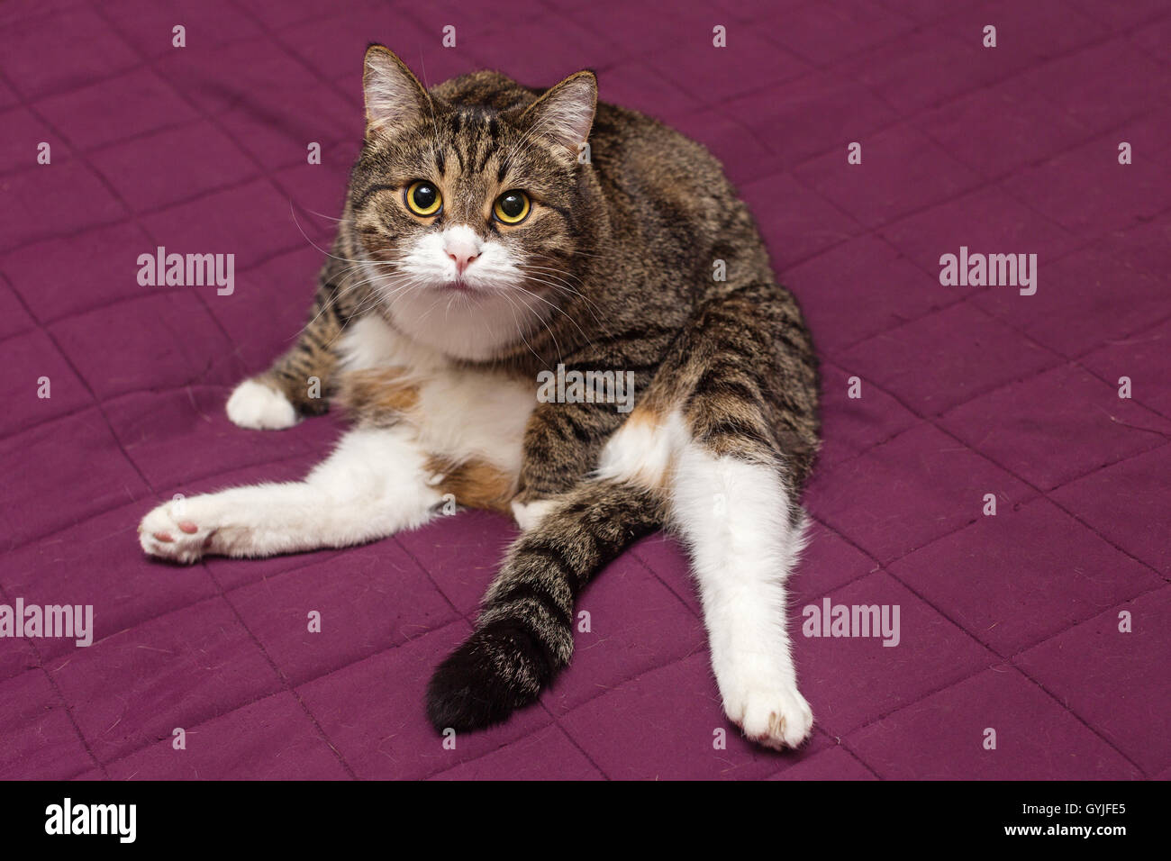 Cat In Funny Position High Resolution Stock Photography and Images - Alamy