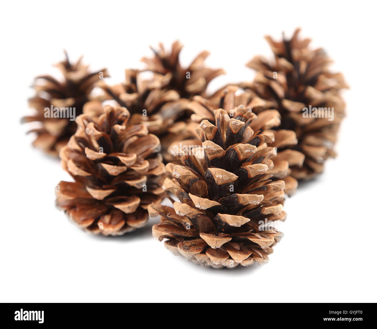 Bunch of pine cones Stock Photo - Alamy