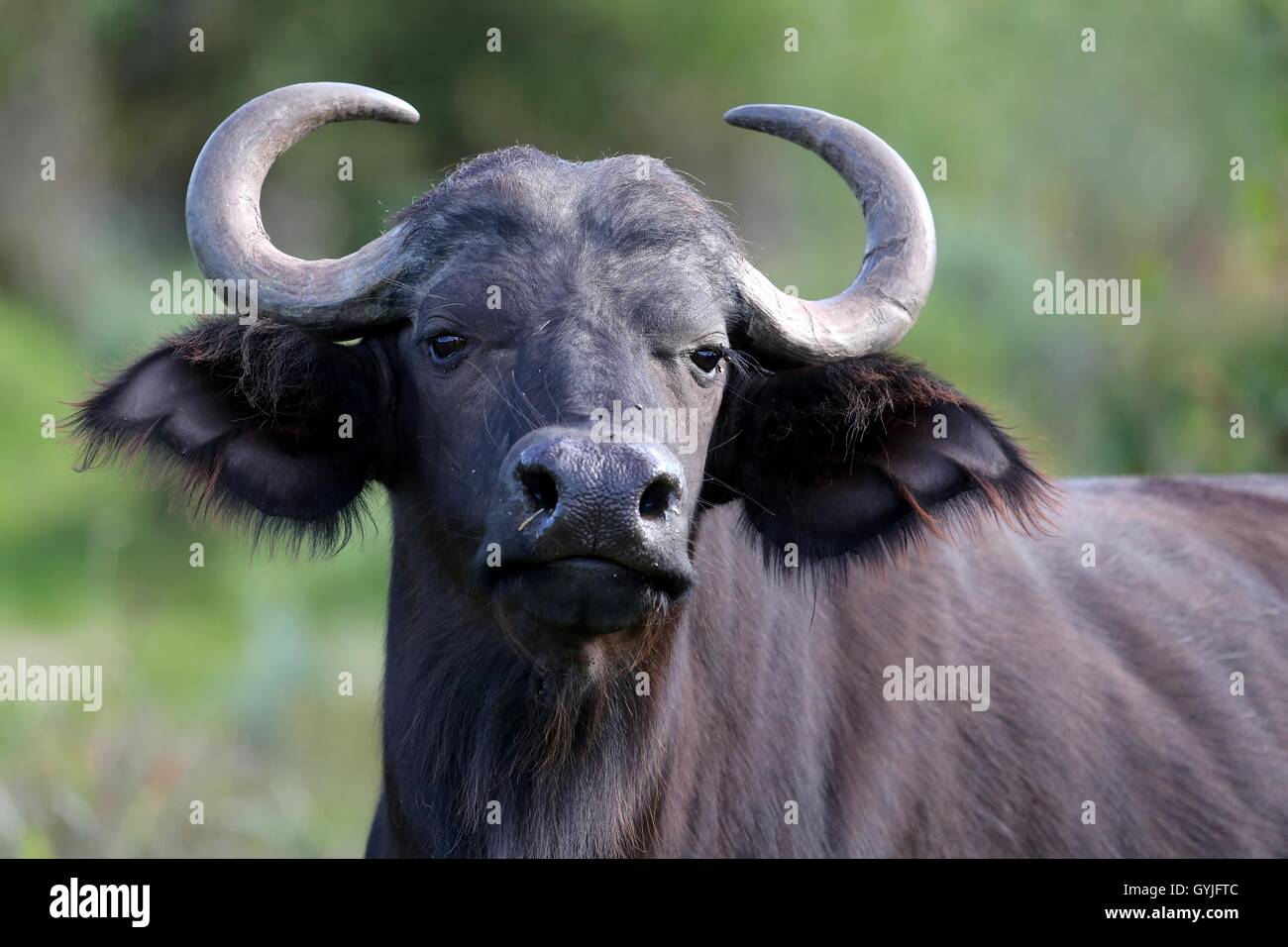 Curious buffalo hi-res stock photography and images - Alamy