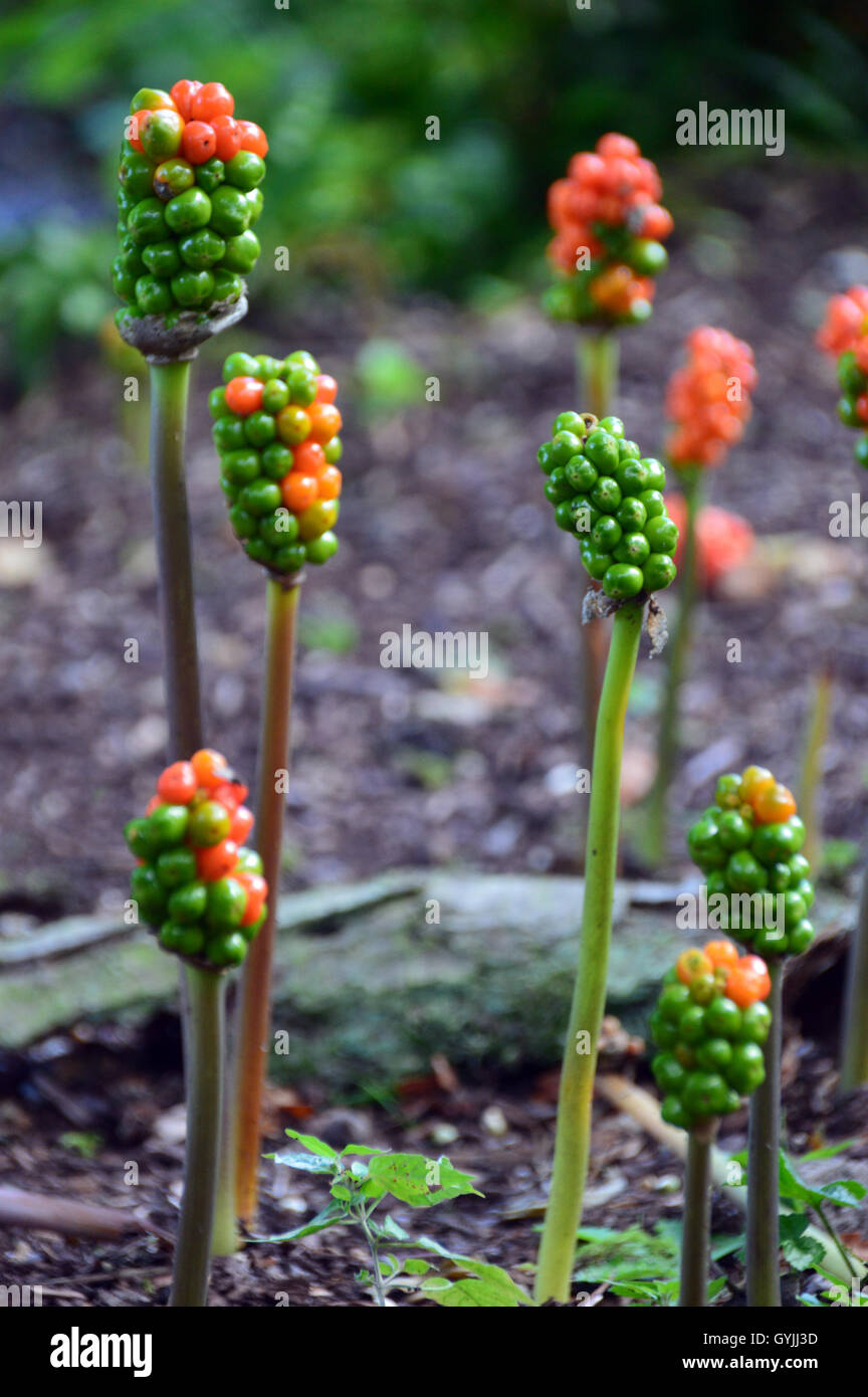 Italian lords and ladies plant hi-res stock photography and images - Alamy