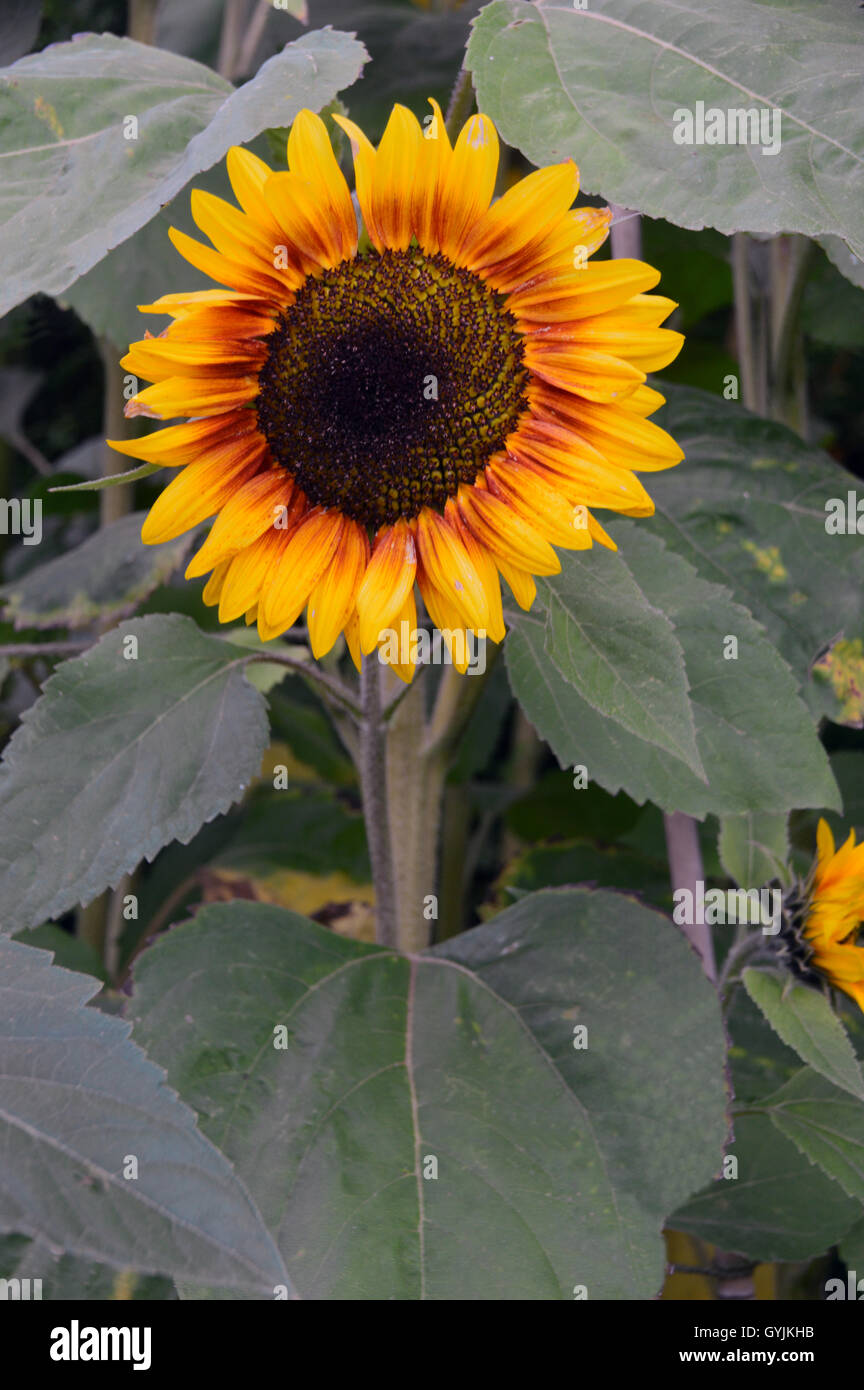 Single Sunflower Helianthus Annuus (Gold Rush) Head on Display at RHS ...