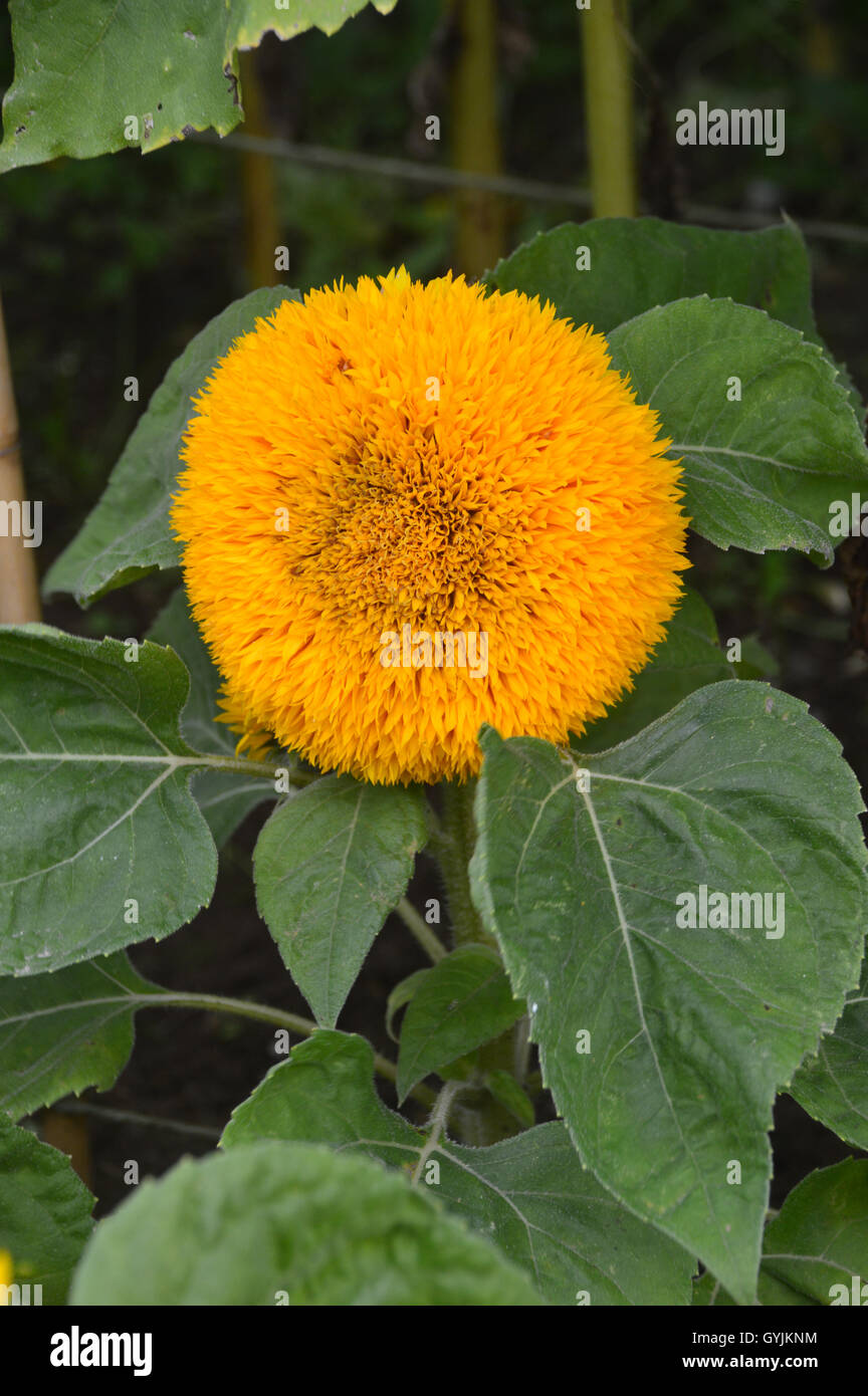 Single Sunflower Helianthus Annuus (Teddy Bear) Head on Display at RHS ...