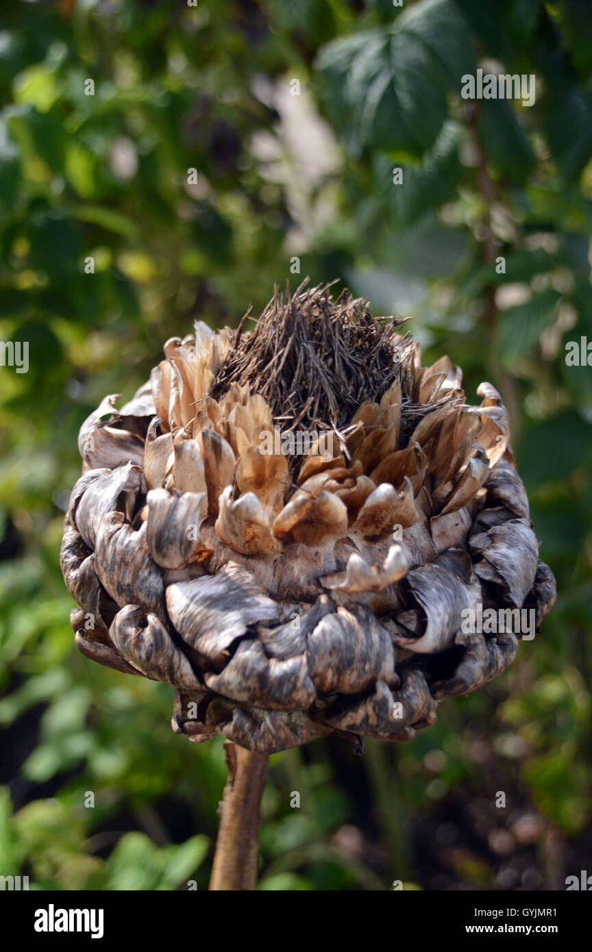 Solitary Seed Head of Cynara Cardunculus or Cardoon, also known as ...
