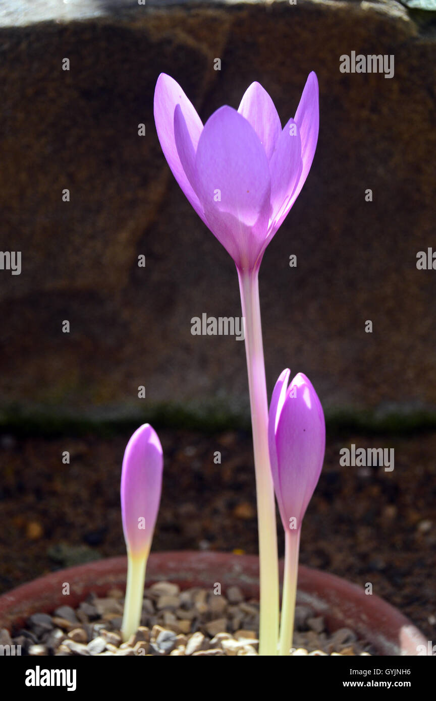Colchicum pannonicum hi-res stock photography and images - Alamy