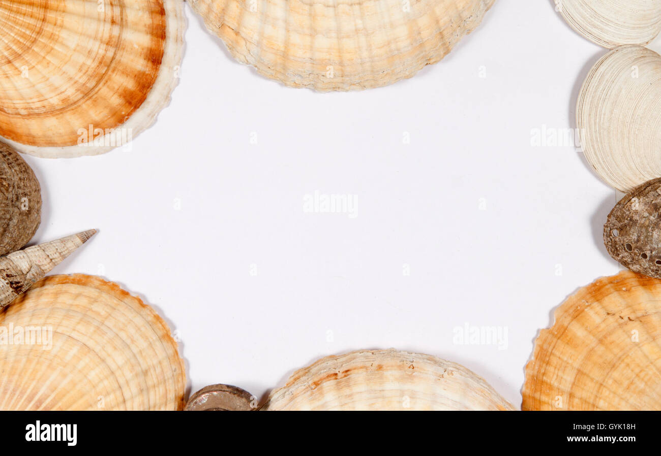 Sea shell frame border background with the place for text. Top view ...