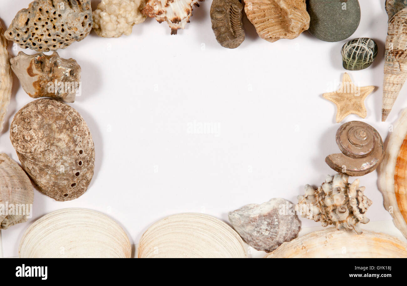 Sea shells and reliquaes frame border background with the place for ...