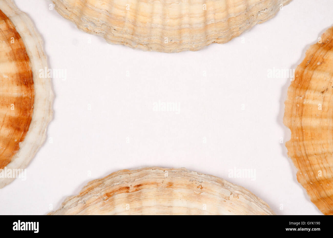 Sea shell frame border background with the place for text. Top view ...