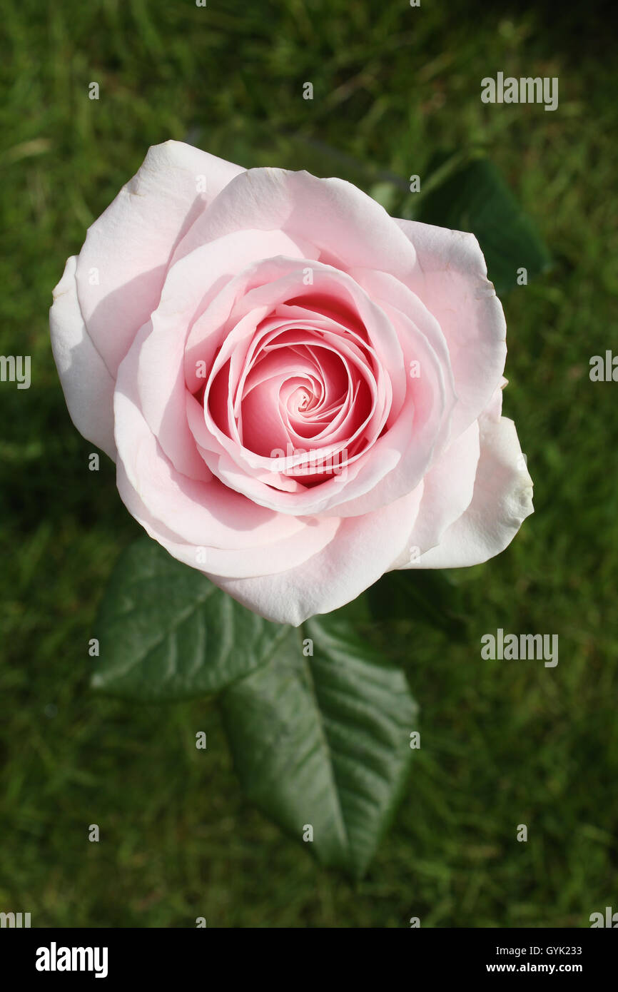 Light pink rose hi-res stock photography and images - Alamy