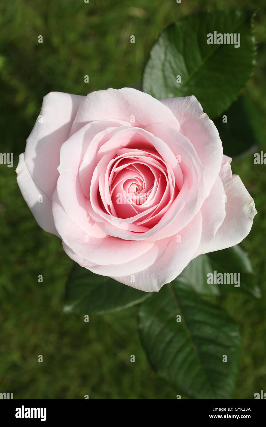 A stunning close up of a single light pink rose Stock Photo - Alamy