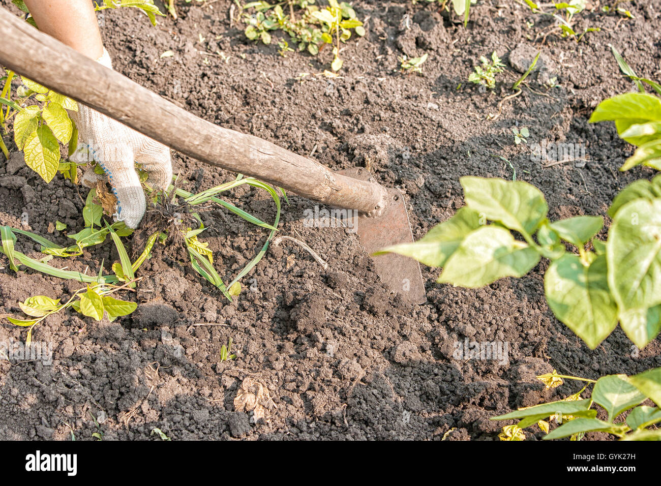 Weeding hoe hi-res stock photography and images - Alamy