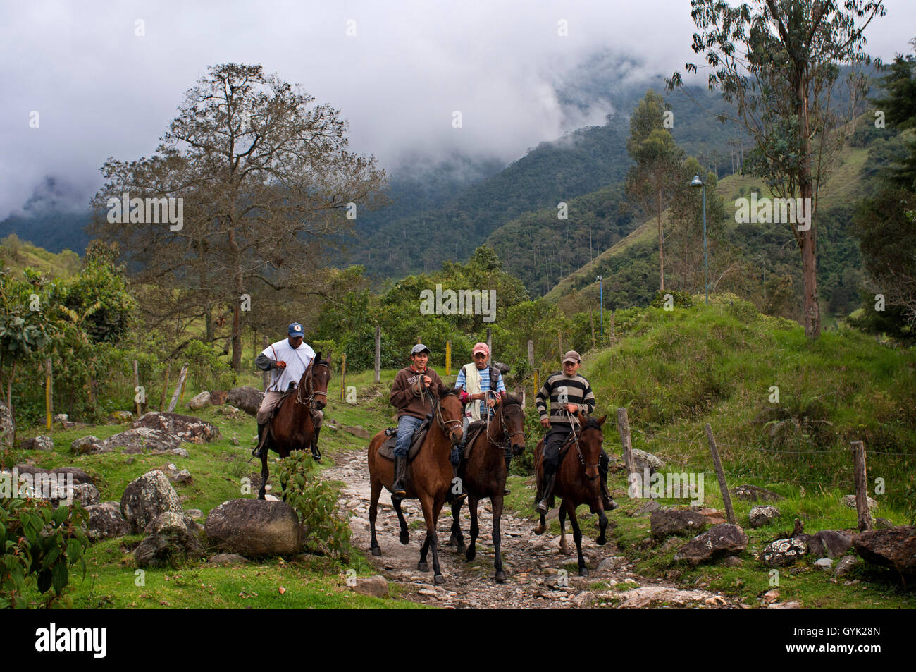 Several horses riding through cocora valley hi-res stock photography ...
