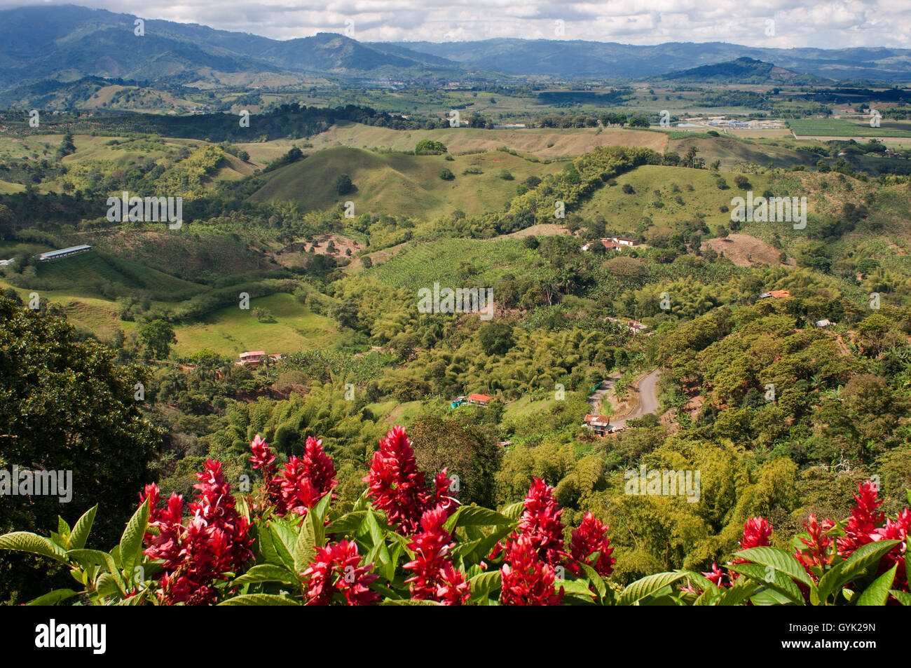Hacienda San Alberto. Coffee plantations near the town Buenavista ...