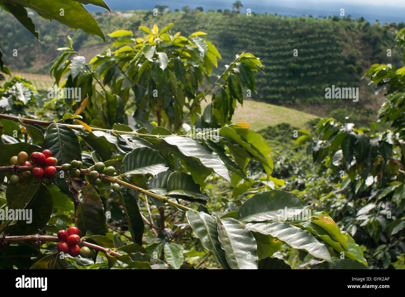 Hacienda San Alberto. Coffee plantations near the town Buenavista ...
