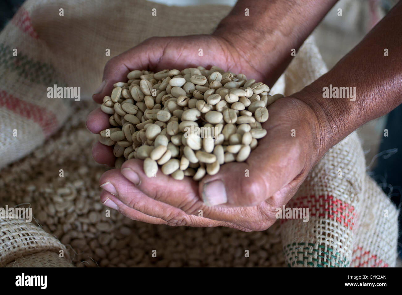 Dried coffee beans ready for roasting at Hacienda San Alberto ...