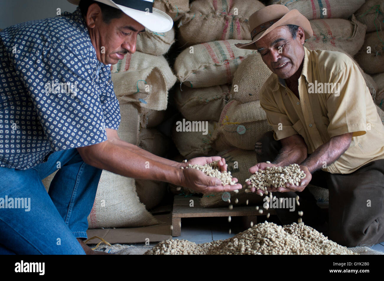 Dried coffee beans ready for roasting at Hacienda San Alberto ...