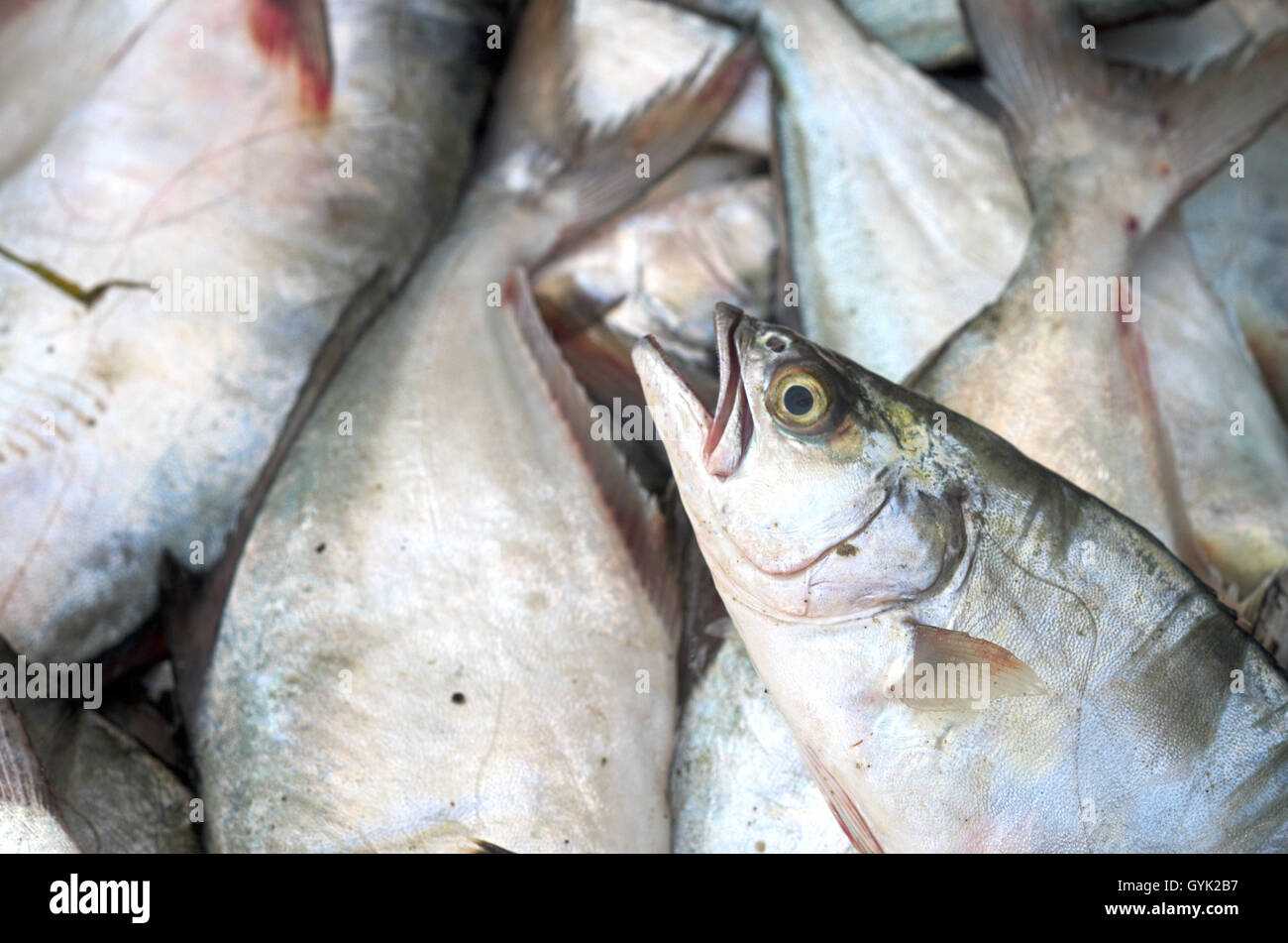 Fish catch with a traditional nylon fishnet Stock Photo - Alamy