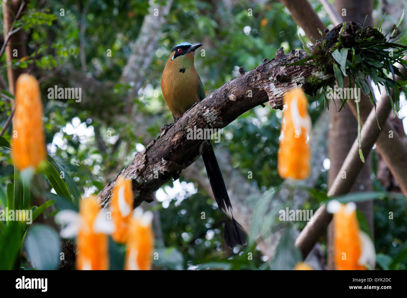 THE BARRANQUERO is a very colorful and beautiful bird that has a wide ...