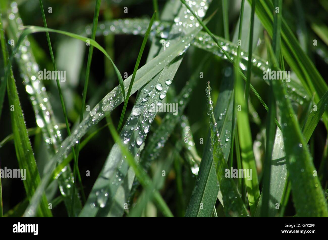 Grass rain hi-res stock photography and images - Alamy