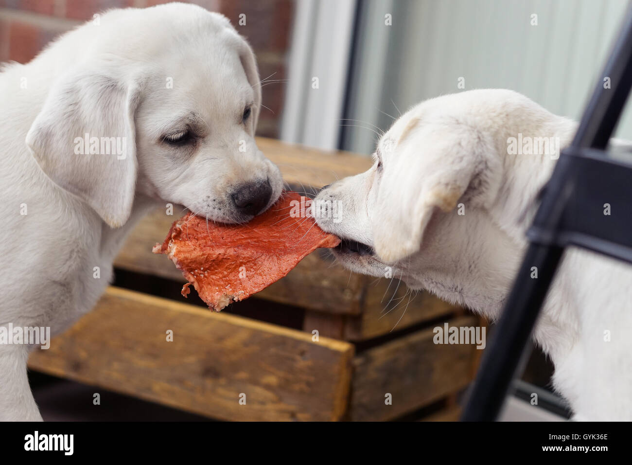 Family together dogs hi-res stock photography and images - Alamy