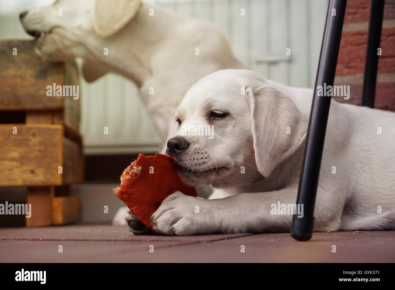 two cute young labrador dog puppies cuddling together Stock Photo - Alamy