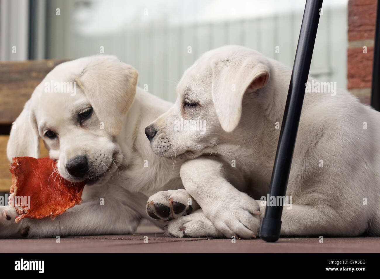 two cute young labrador dog puppies cuddling together Stock Photo - Alamy