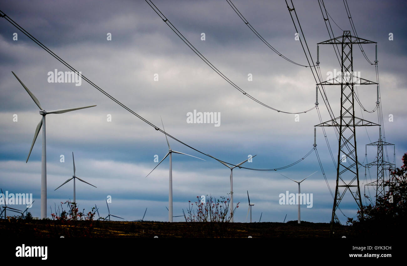 Wind turbines and electricity pylons on the Black Law Wind Farm, South ...