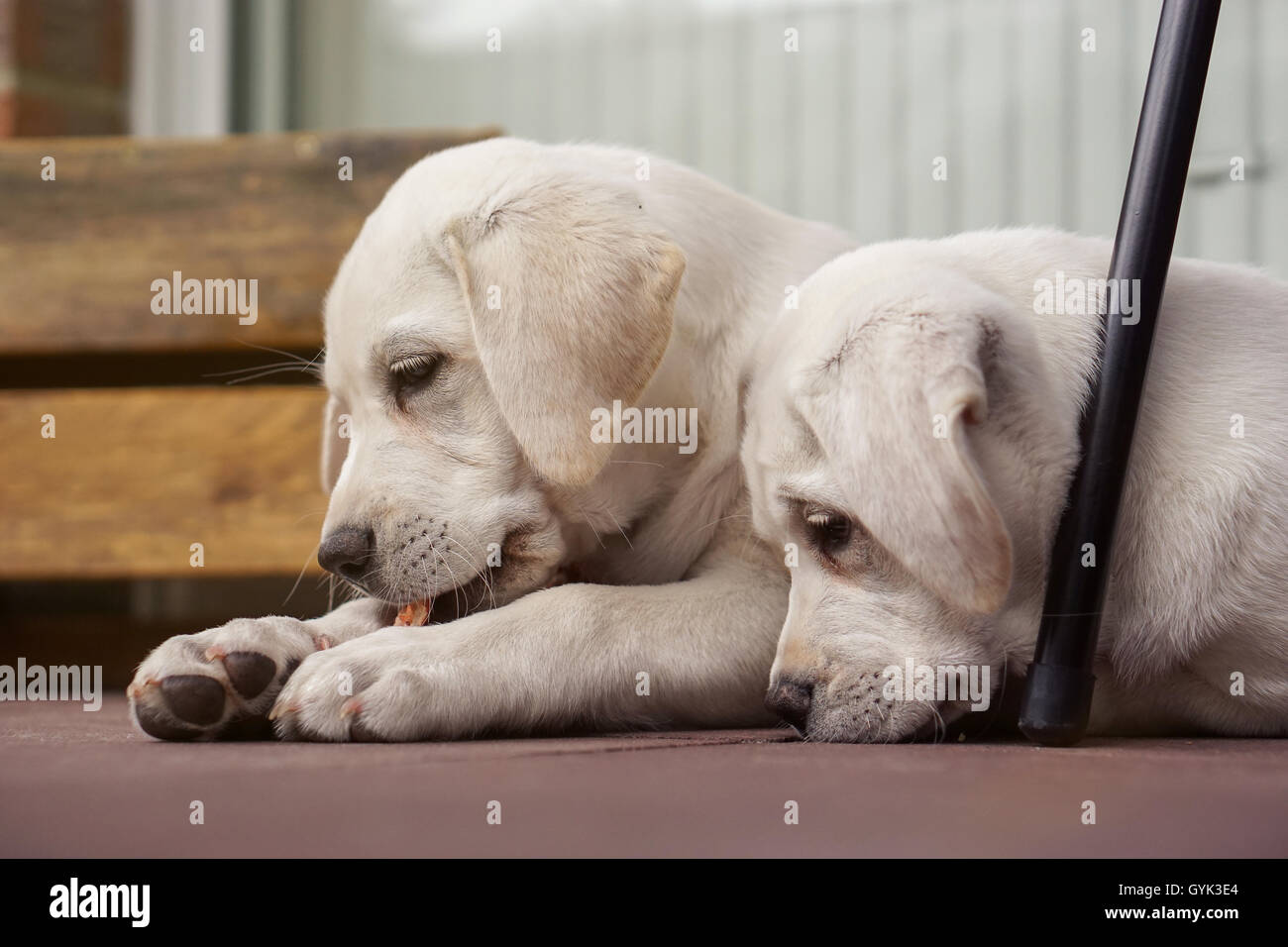 two cute young labrador dog puppies cuddling together Stock Photo - Alamy