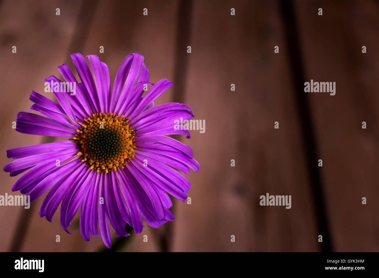 Beautiful purple daisy flower hi-res stock photography and images - Alamy