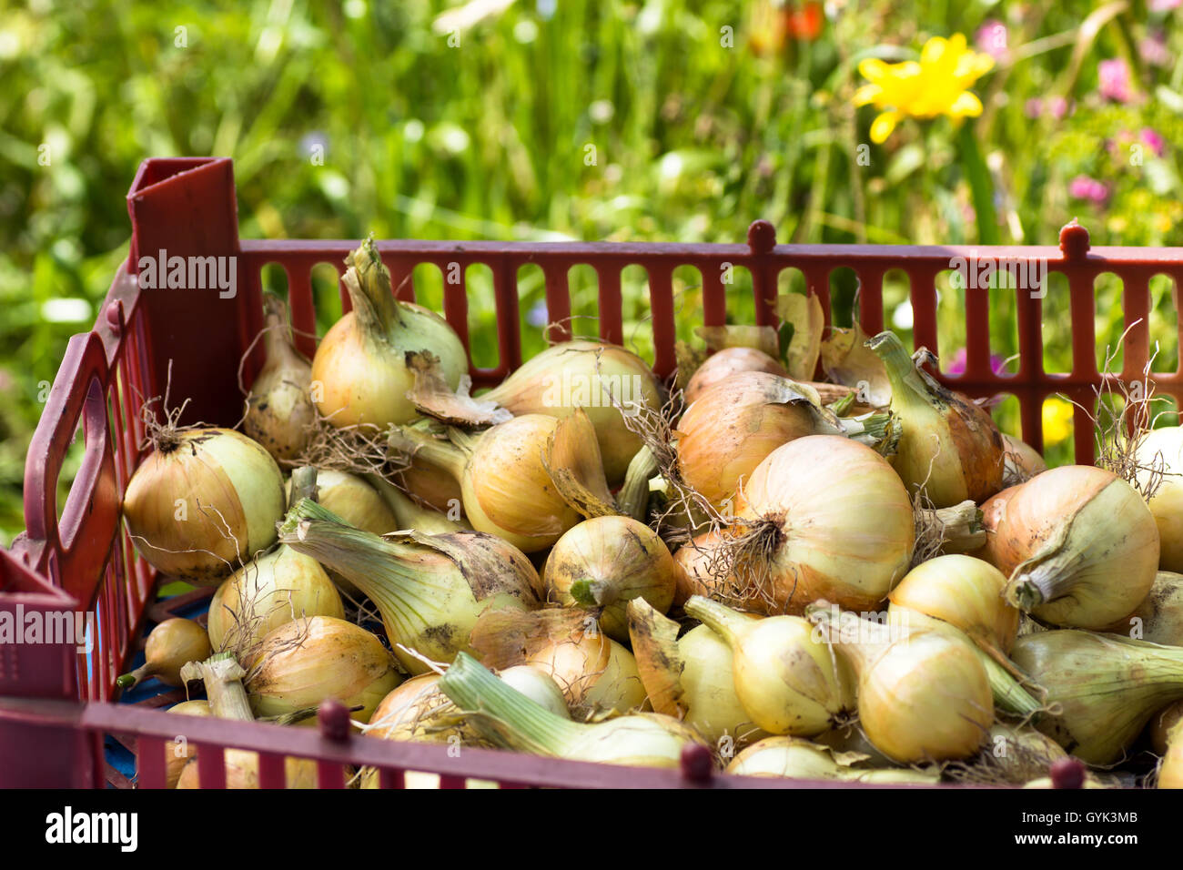 Ripe harvested onions in plastic crate Stock Photo - Alamy