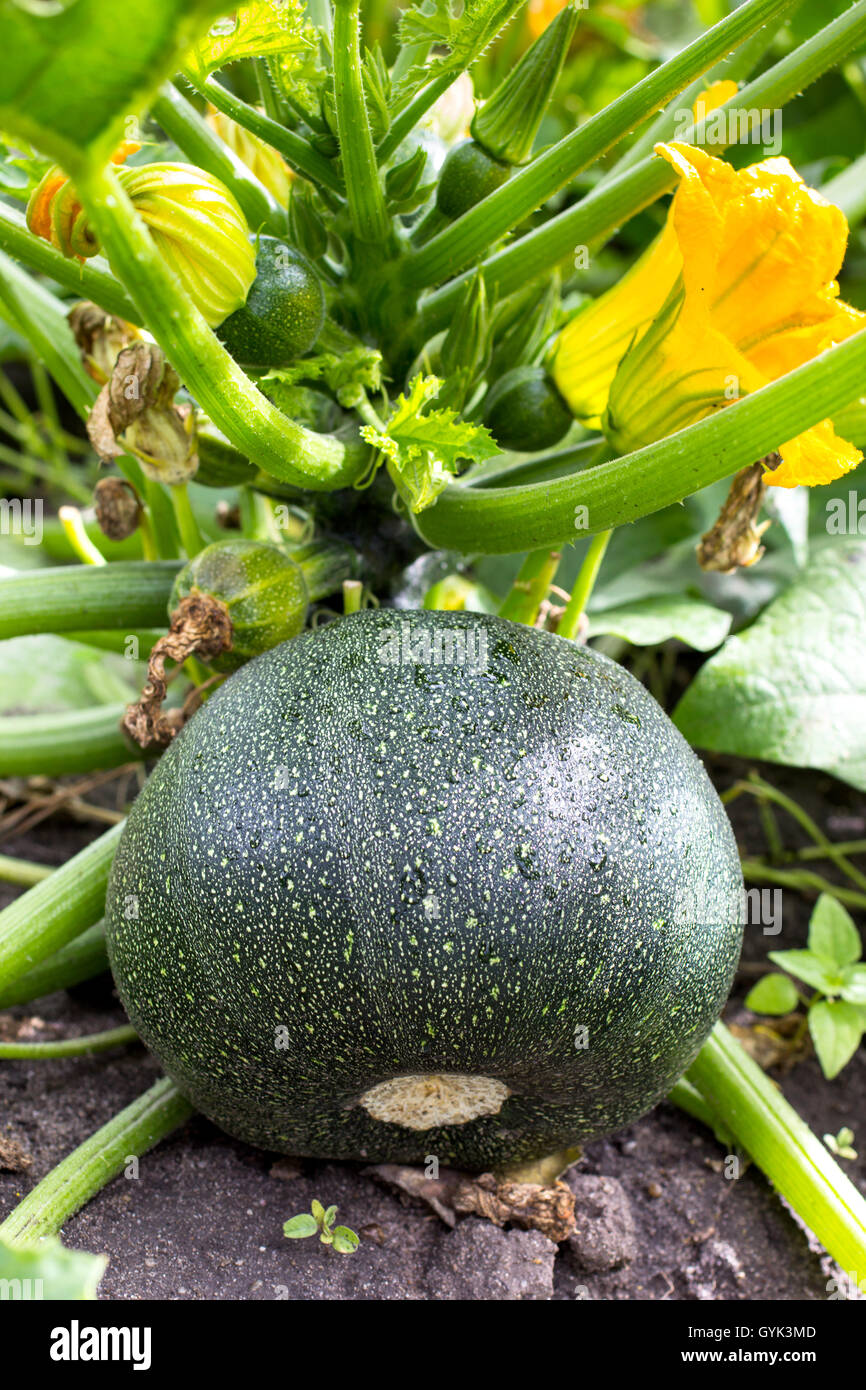 Zucchini harvest hi-res stock photography and images - Alamy