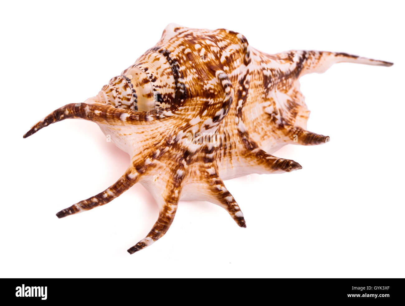 Sea shell isolated Stock Photo - Alamy