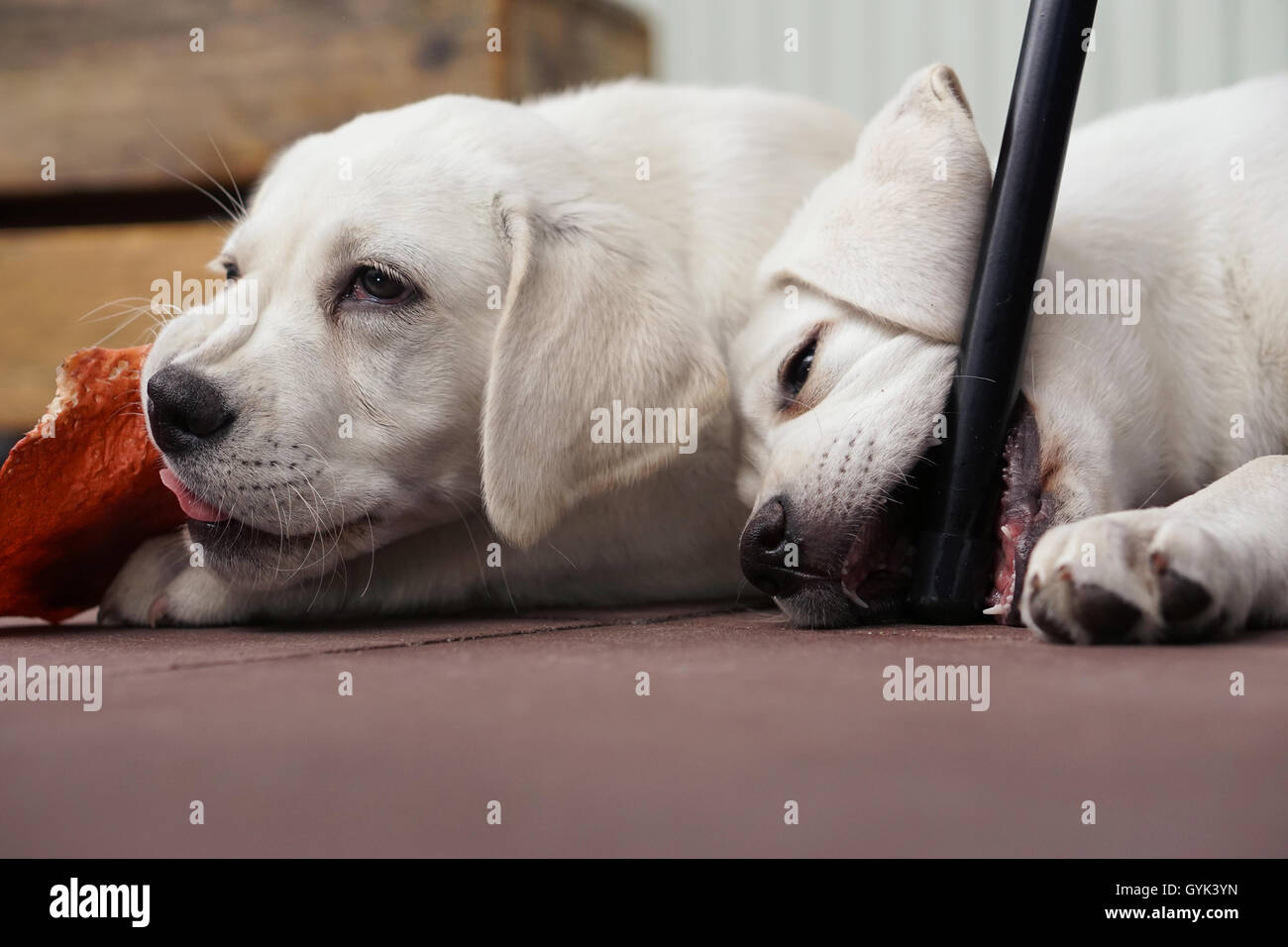 two cute young labrador dog puppies cuddling together Stock Photo - Alamy