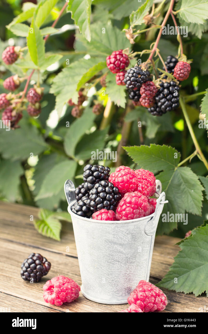 Small bucket of blackberry and raspberry Stock Photo - Alamy