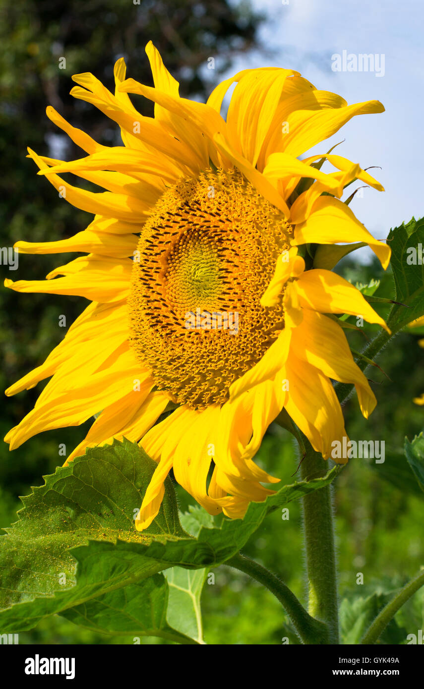 Earth sunflower hi-res stock photography and images - Alamy