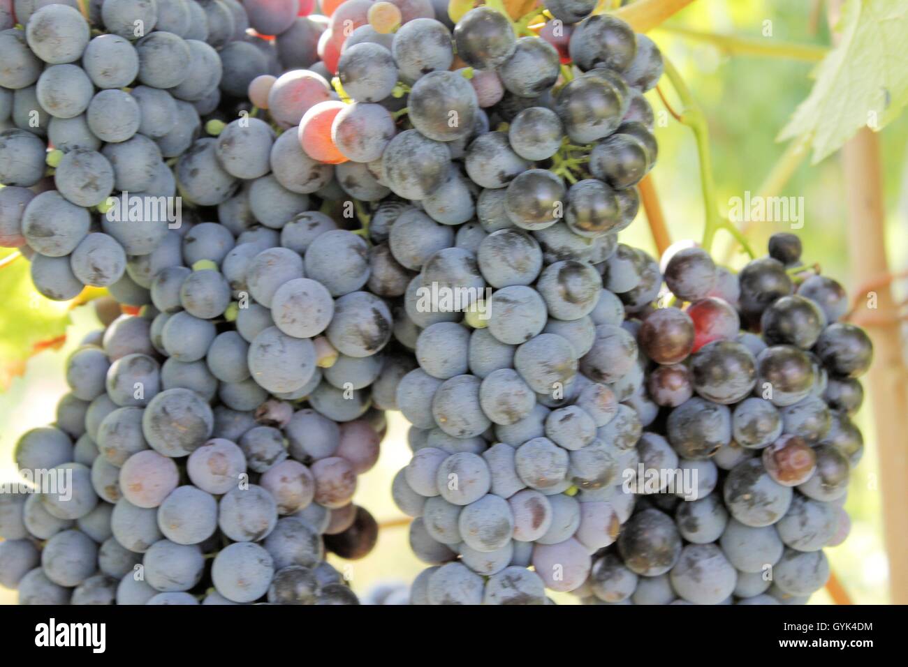 bunch of red grapes in an vineyard in Italy Stock Photo - Alamy